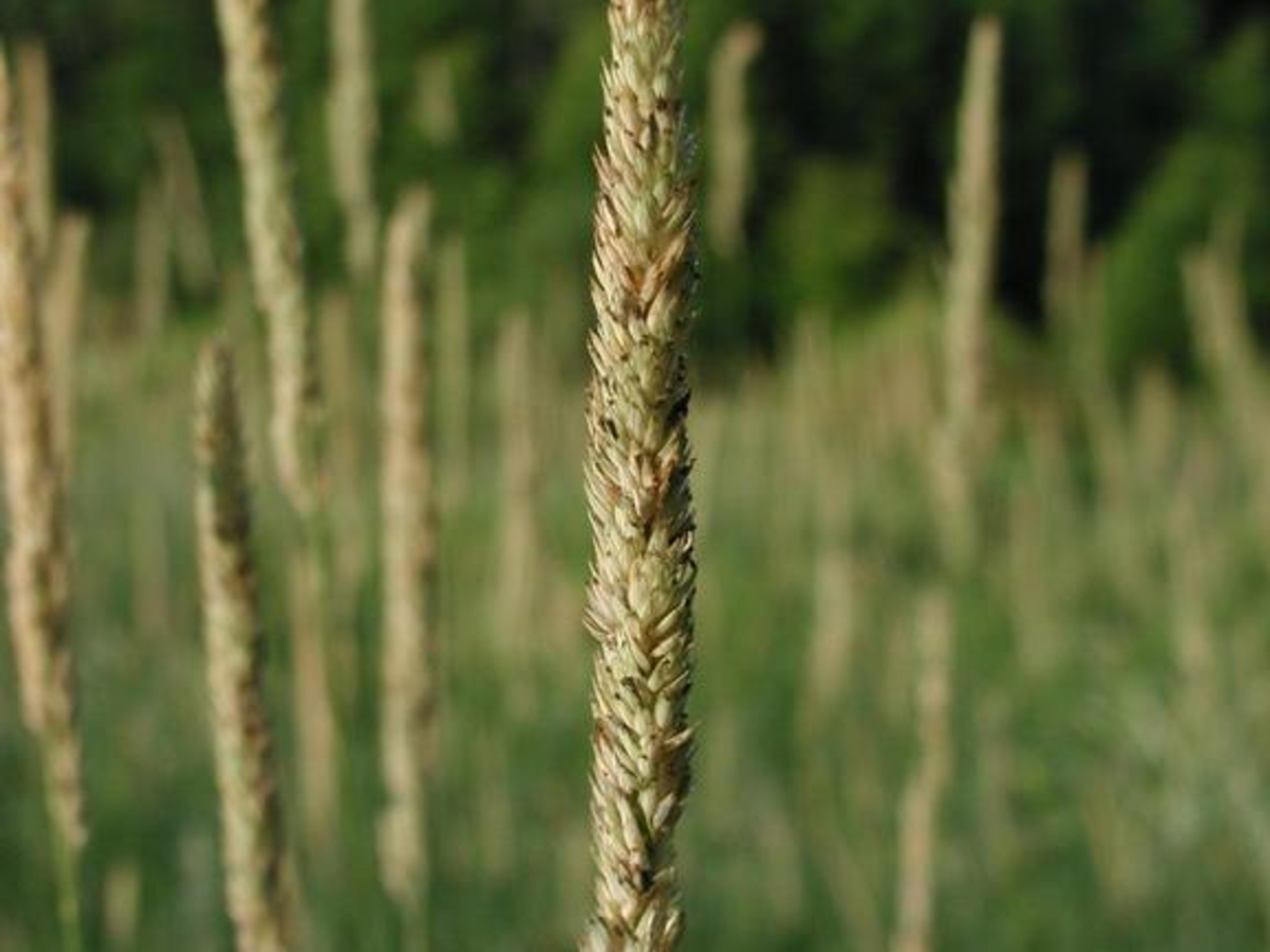 Reed Canary Grass | Nebraska Invasive Species Council | Nebraska