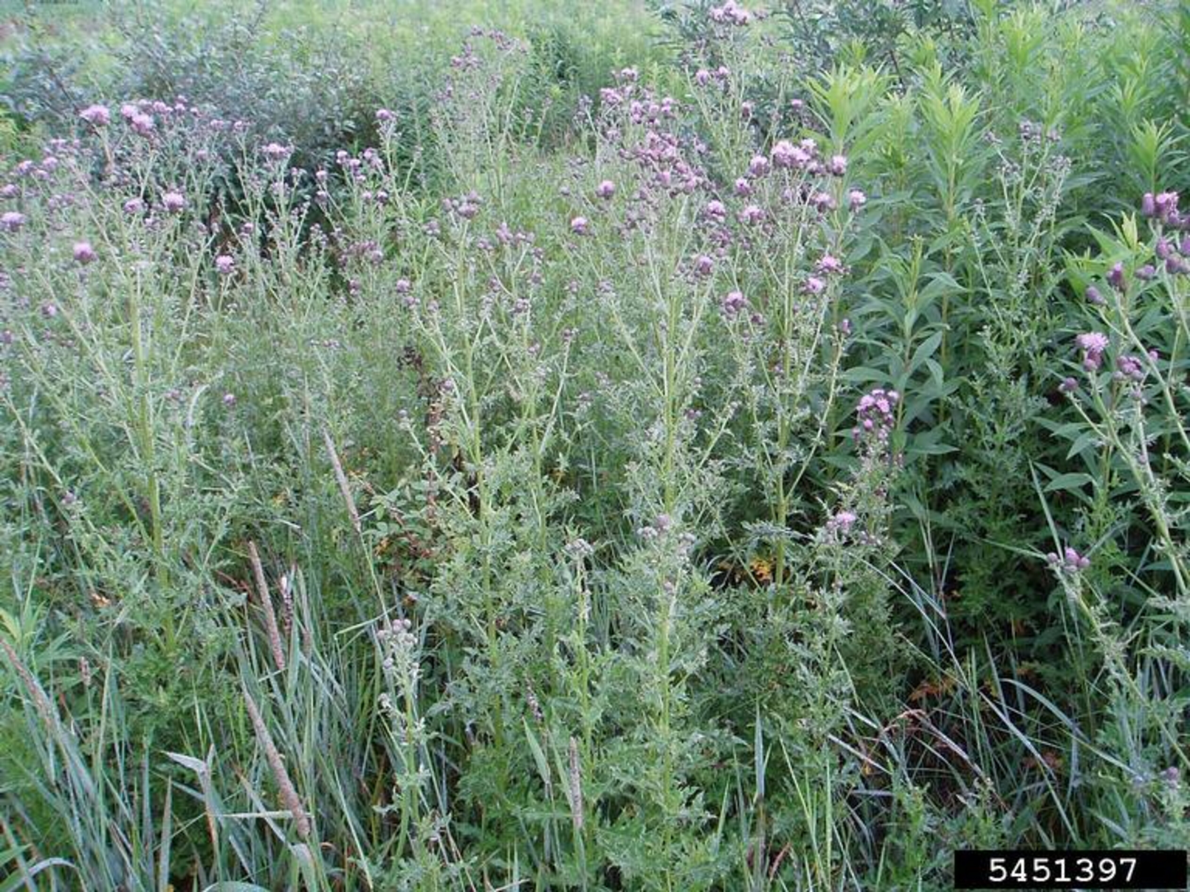 Canada Thistle | Nebraska Invasive Species Council | Nebraska