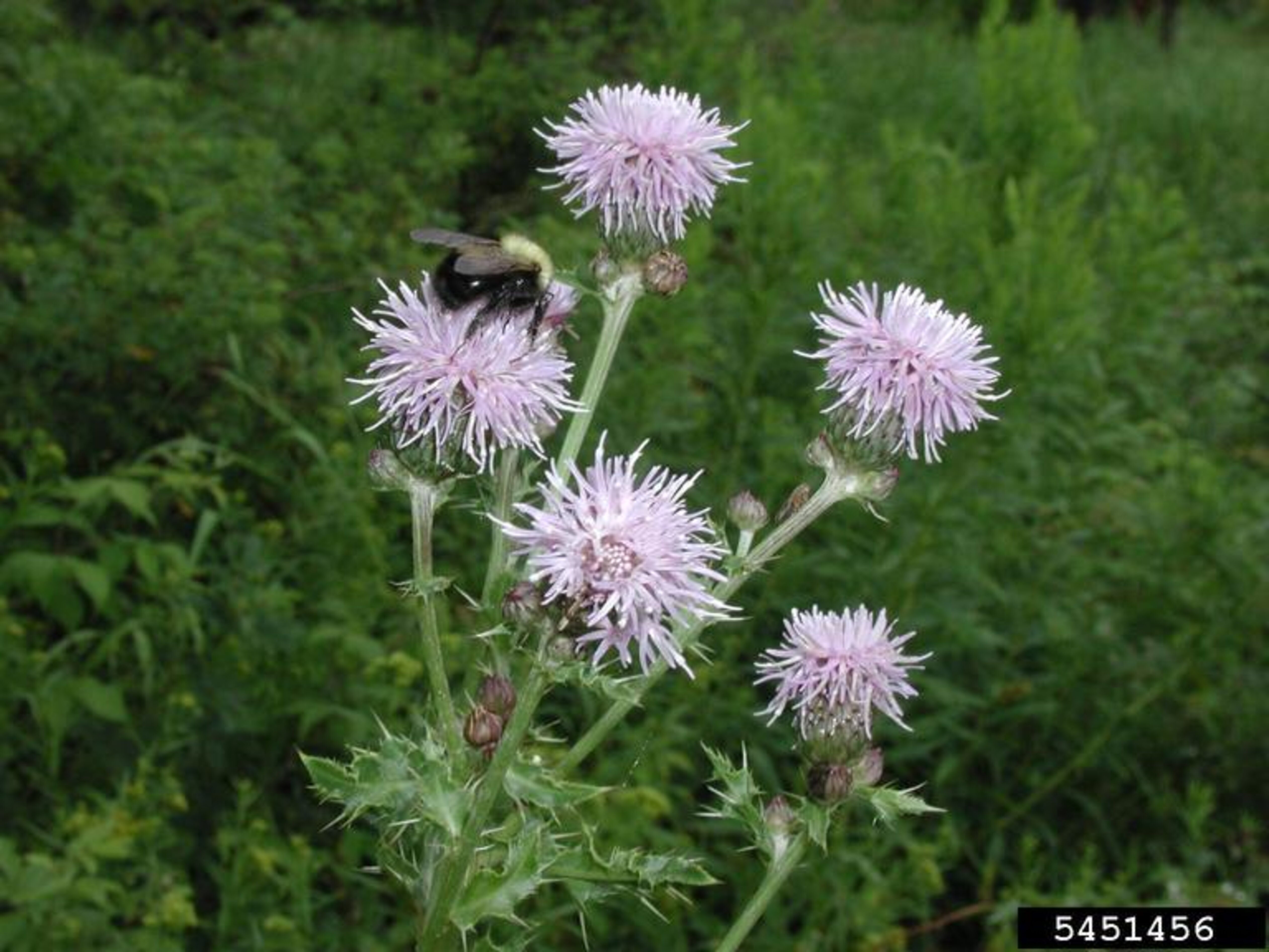Canada Thistle | Nebraska Invasive Species Council | Nebraska