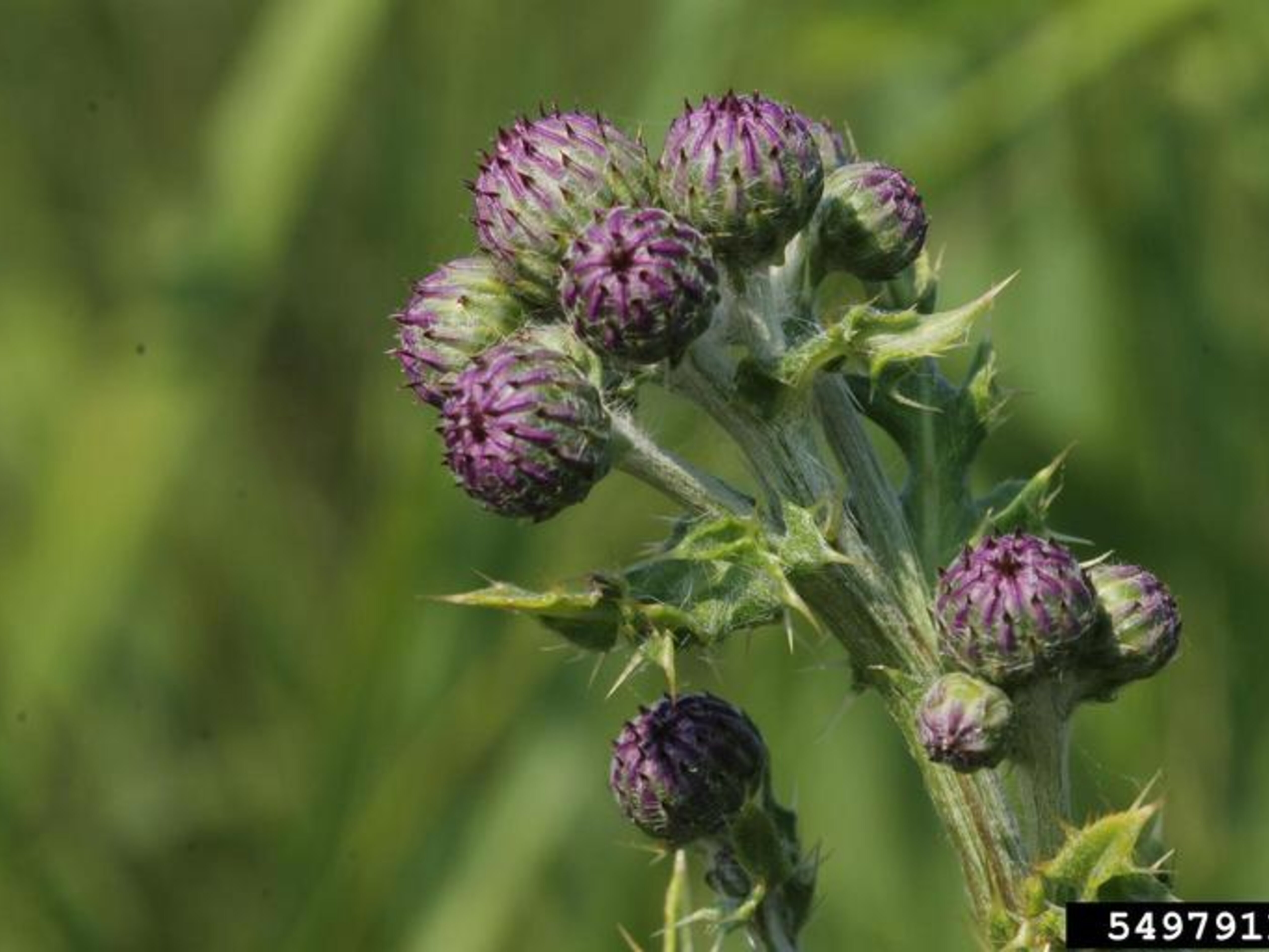 Canada Thistle | Nebraska Invasive Species Council | Nebraska
