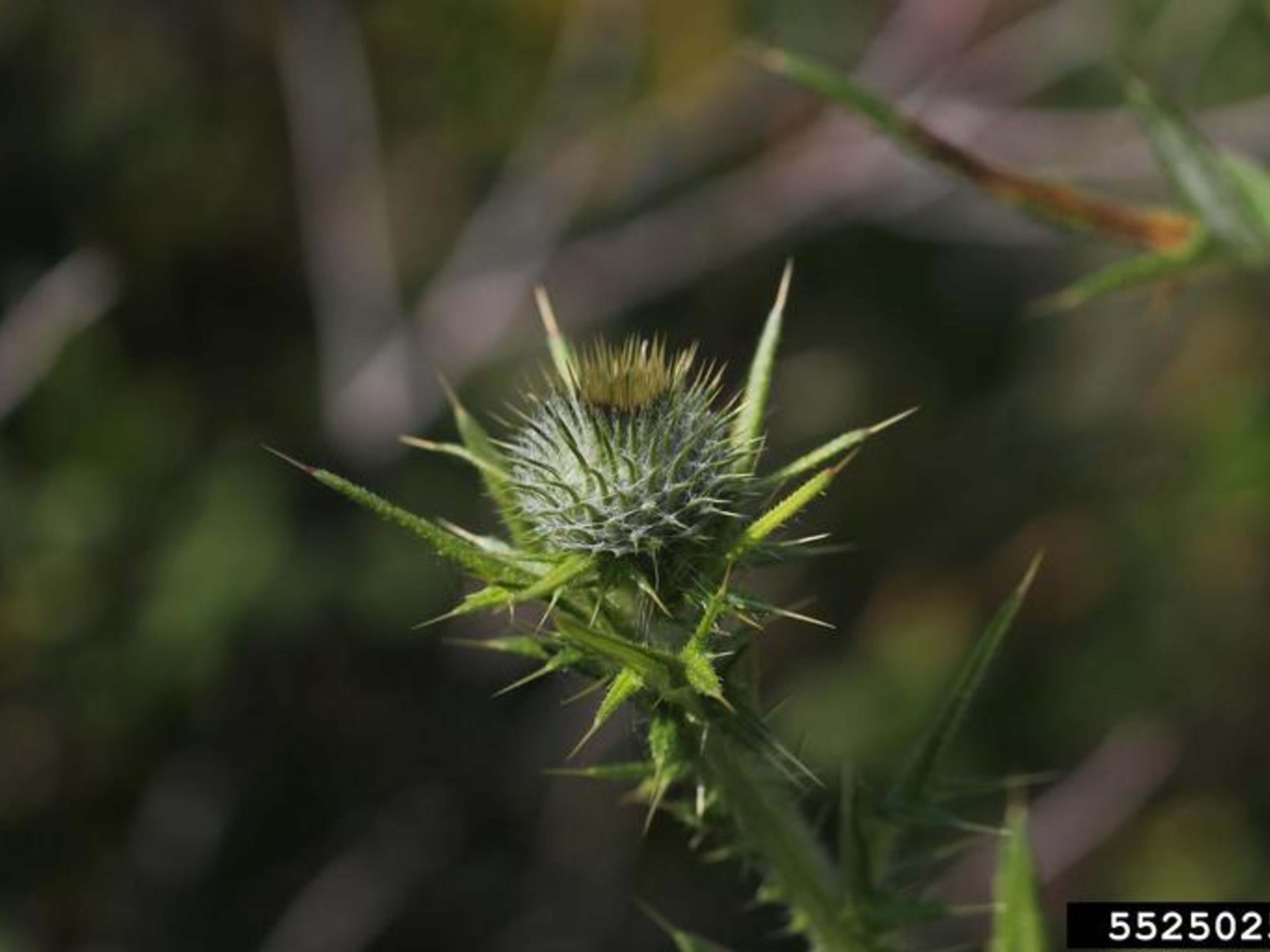 Bull Thistle | Nebraska Invasive Species Council | Nebraska