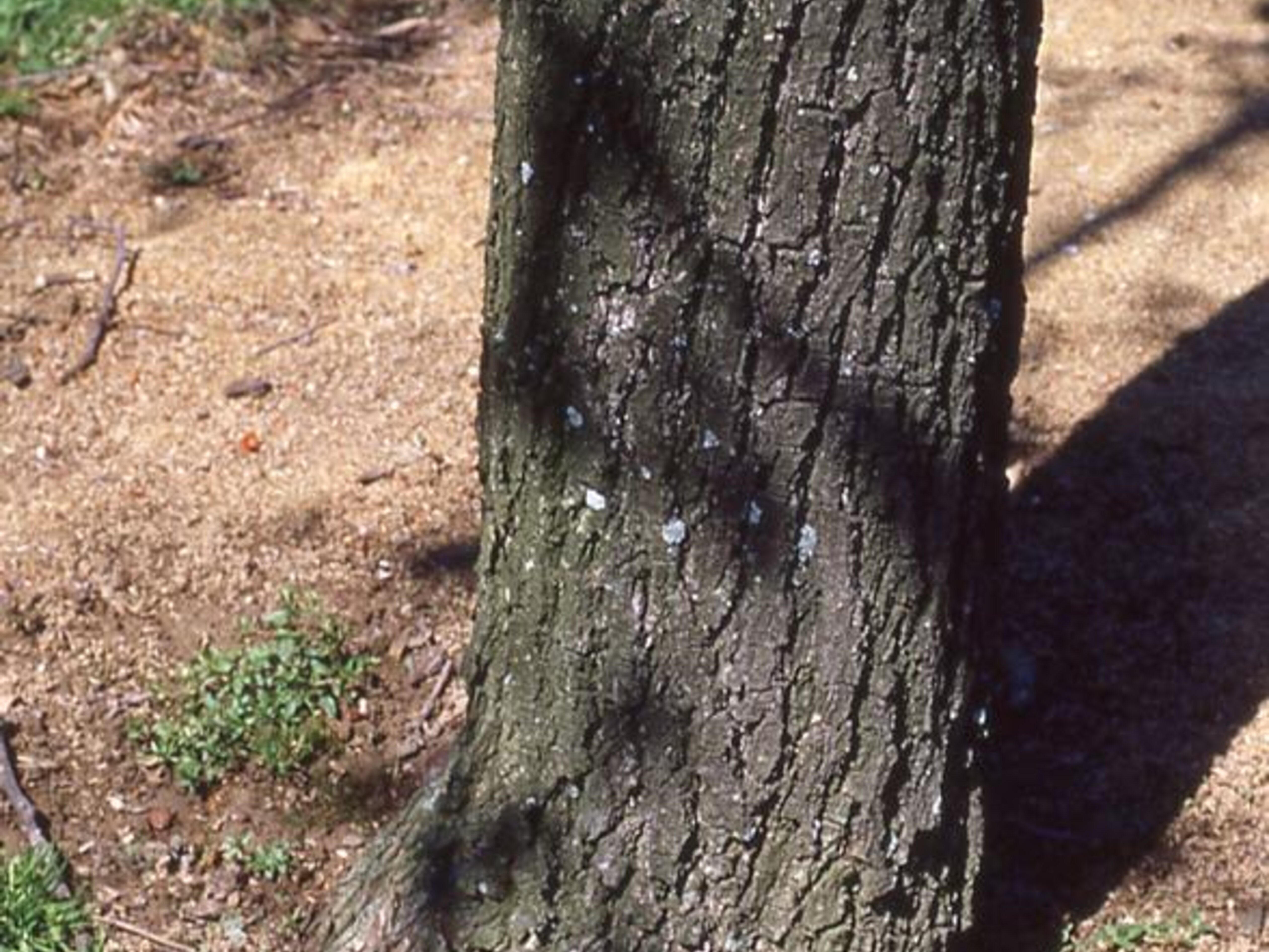 Callery Pear | Nebraska Invasive Species Council | Nebraska