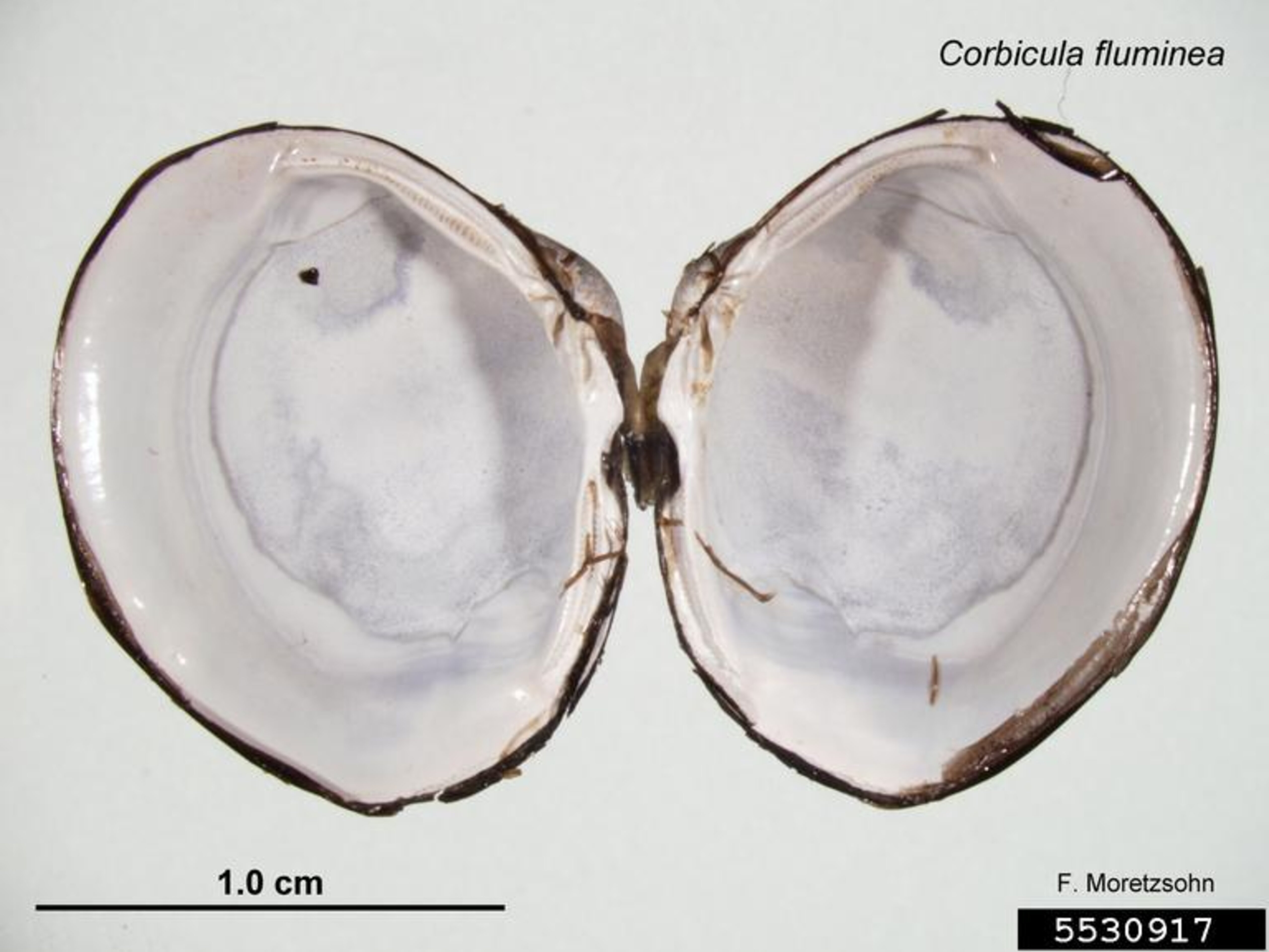 Freshwater Golden Clam | Nebraska Invasive Species Council | Nebraska