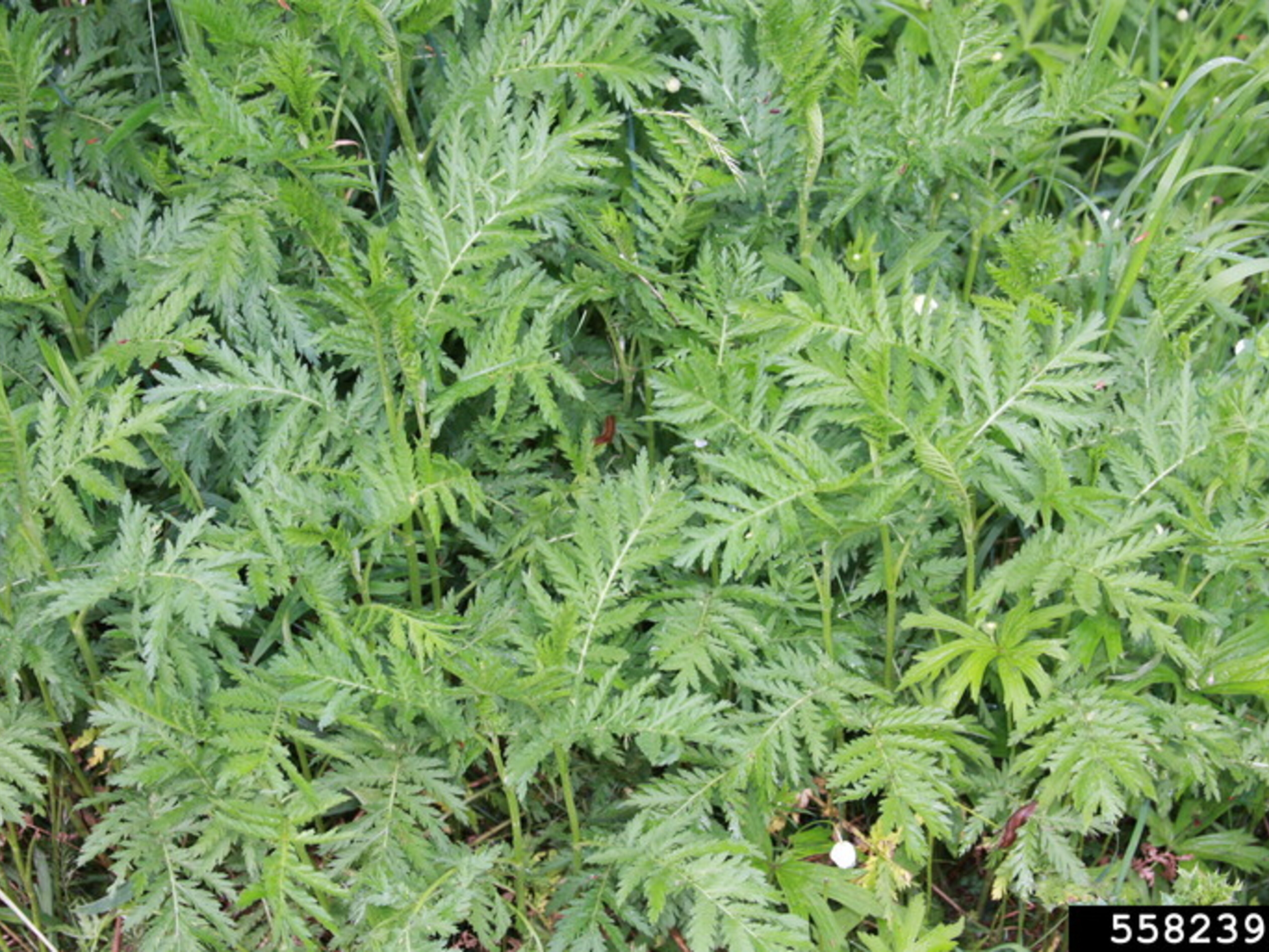 Common Tansy | Nebraska Invasive Species Council | Nebraska