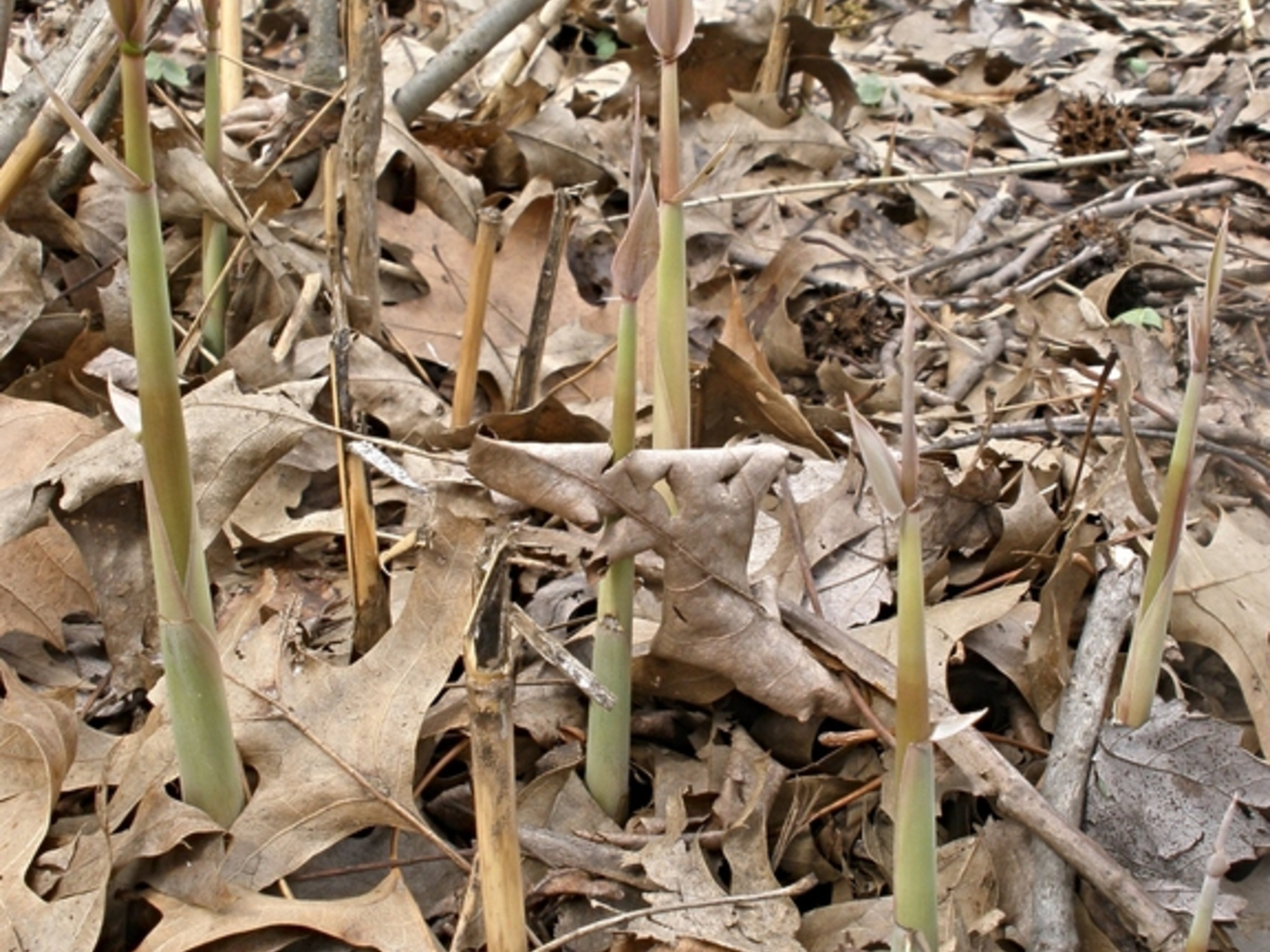 Common Reed | Nebraska Invasive Species Council | Nebraska