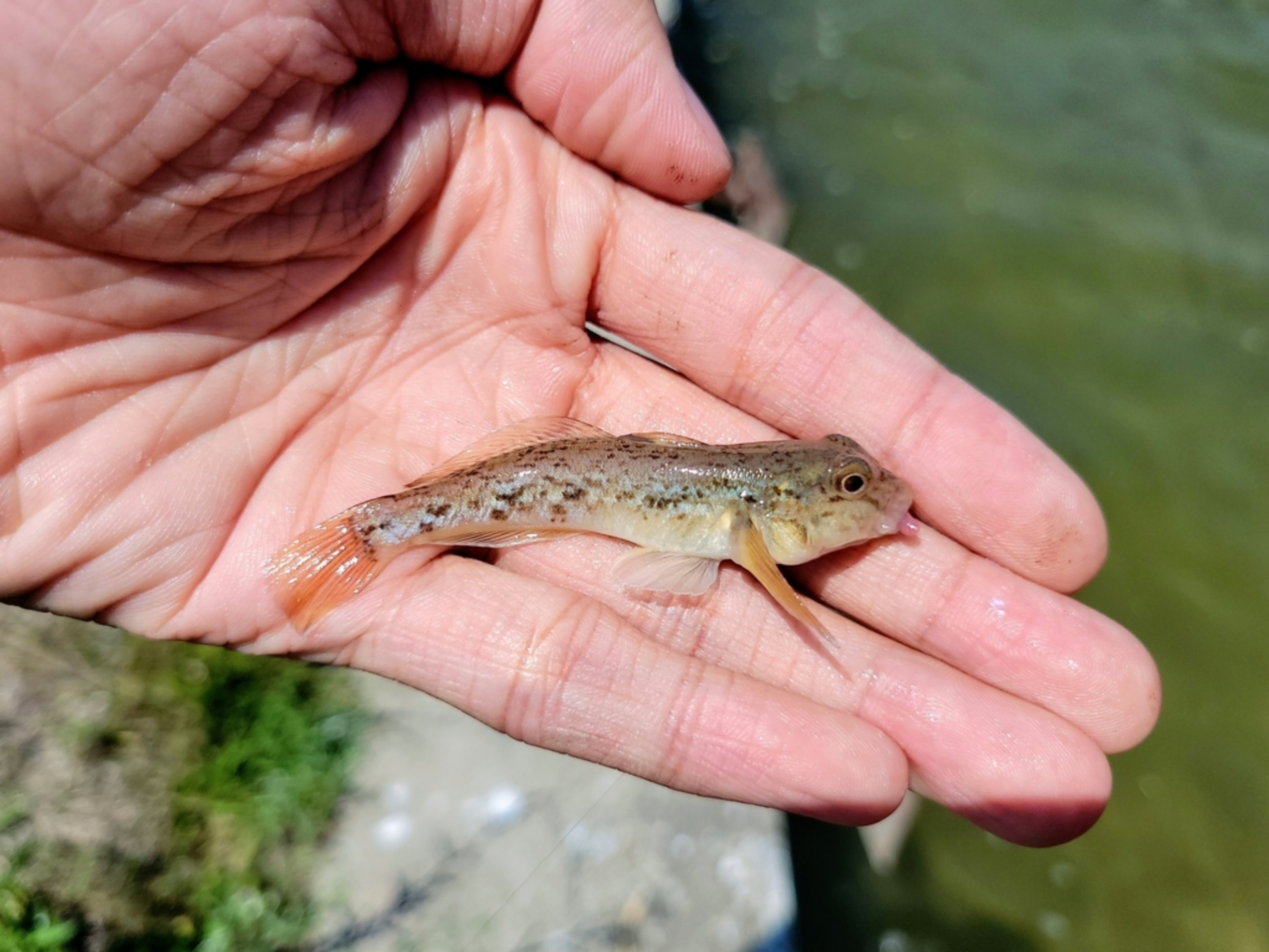 Round Goby | Nebraska Invasive Species Council | Nebraska