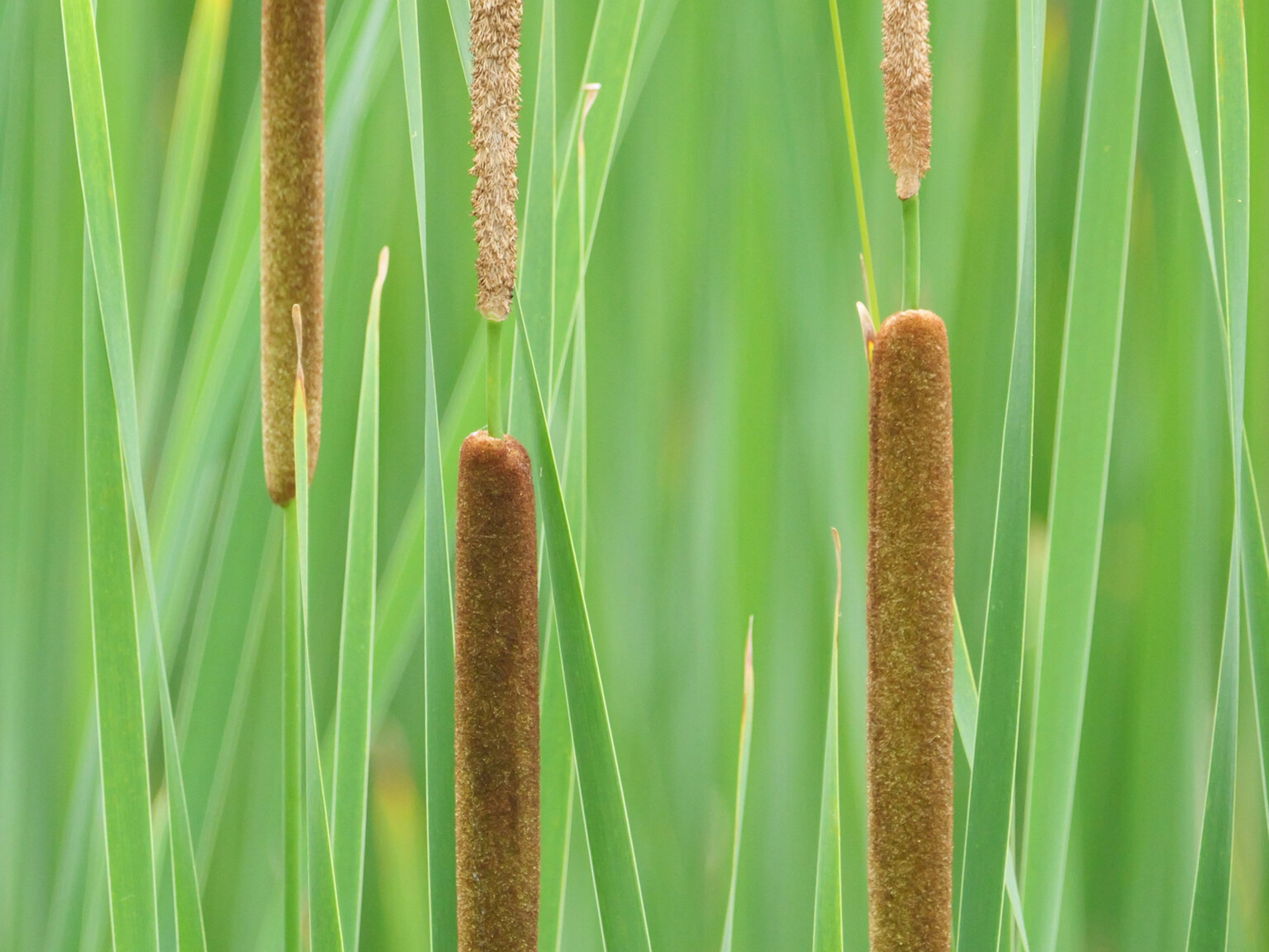 Narrow-leaf Cattail | Nebraska Invasive Species Council | Nebraska