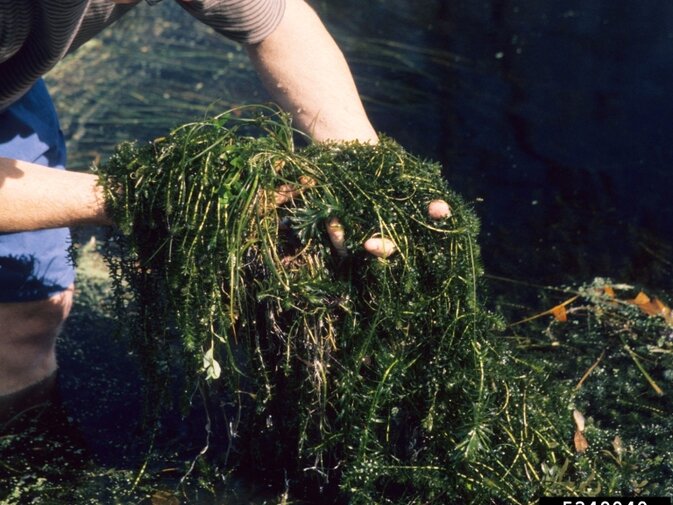 Elodea | Nebraska Invasive Species Council | Nebraska