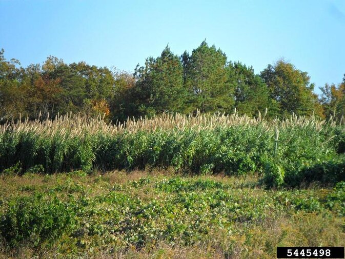 Giant Reed | Nebraska Invasive Species Council | Nebraska