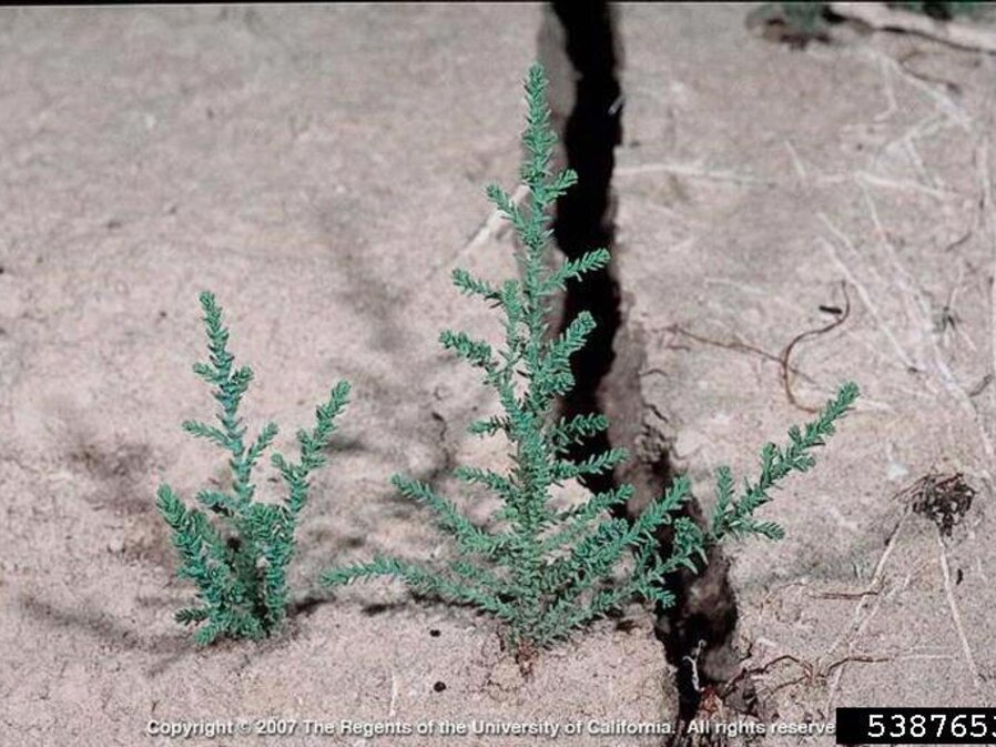 Saltcedar | Nebraska Invasive Species Council | Nebraska