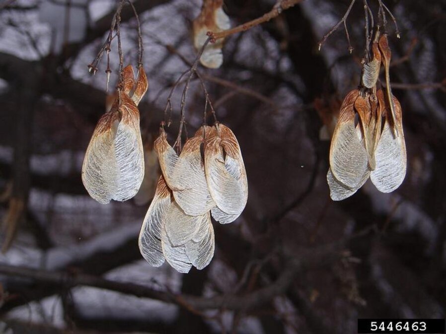 Amur Maple | Nebraska Invasive Species Council | Nebraska