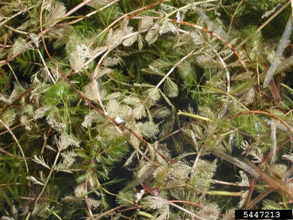 Aquatic Invasive Species | Nebraska Invasive Species Council | Nebraska